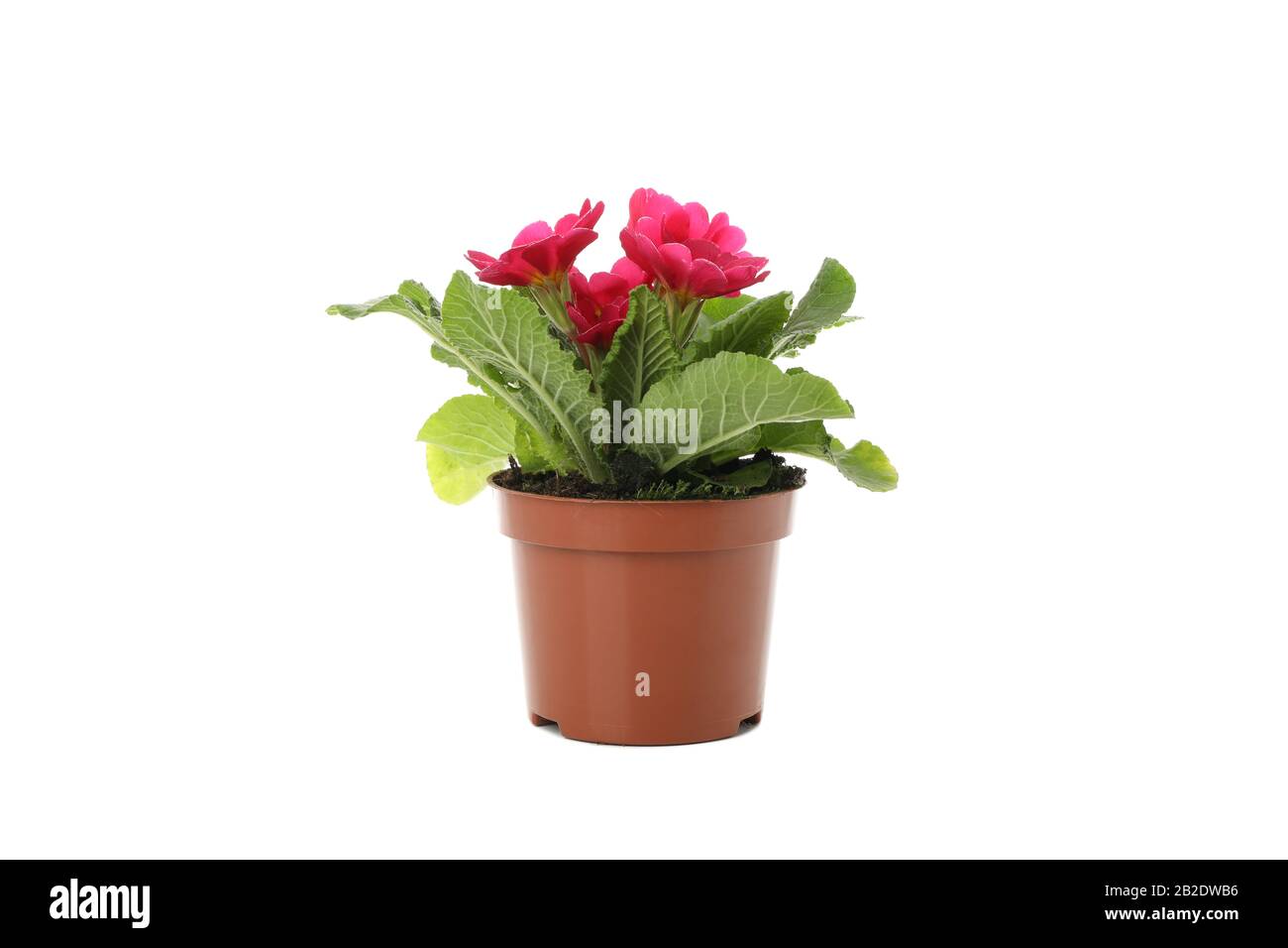 Pink primrose in flower pot isolated on white background Stock Photo ...