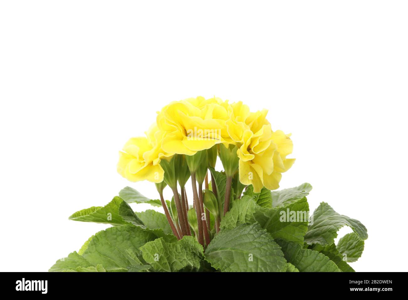 Yellow primrose isolated on white background, close up Stock Photo - Alamy