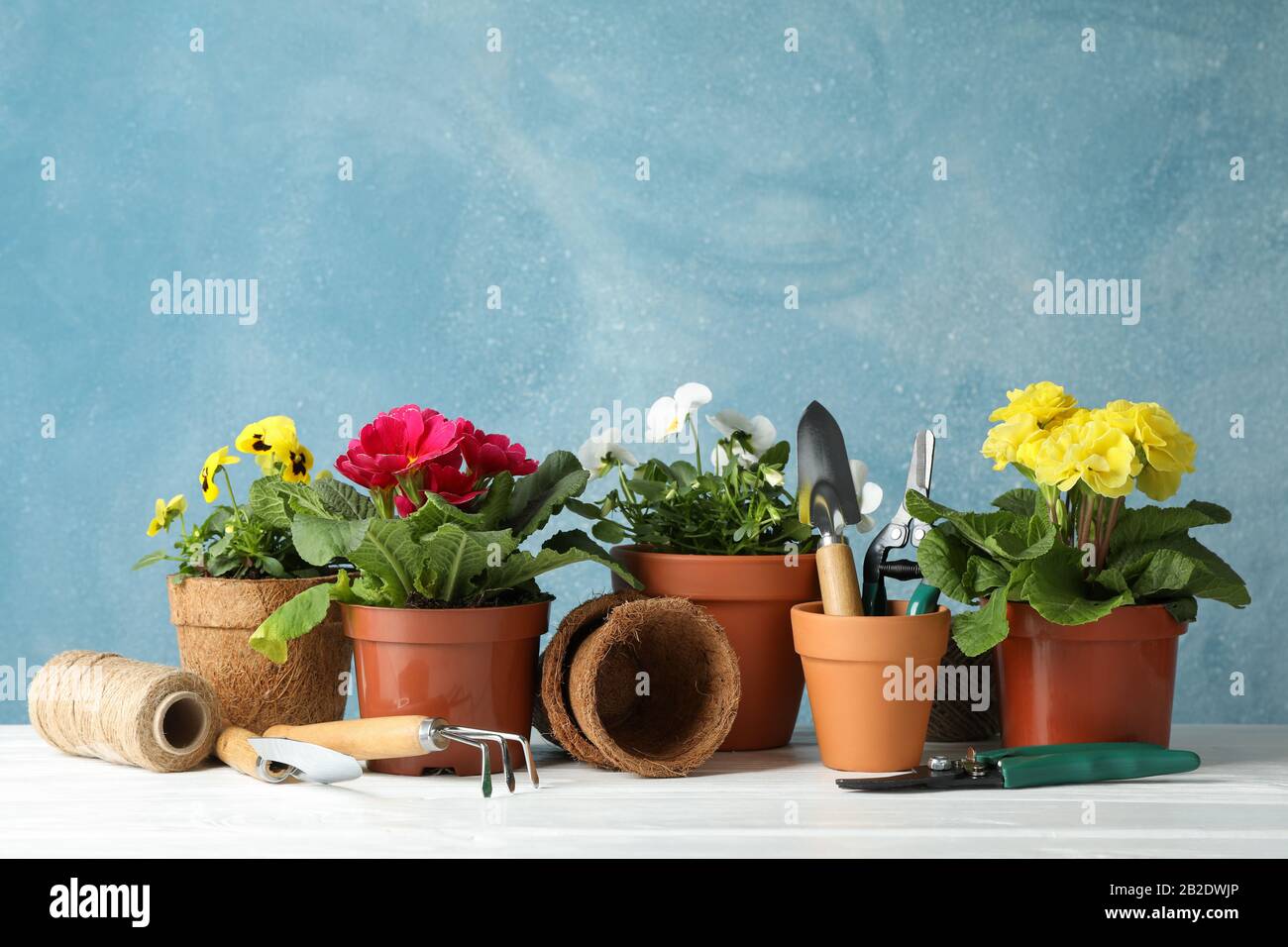Flowers in pots and gardening tools against blue background, space for ...