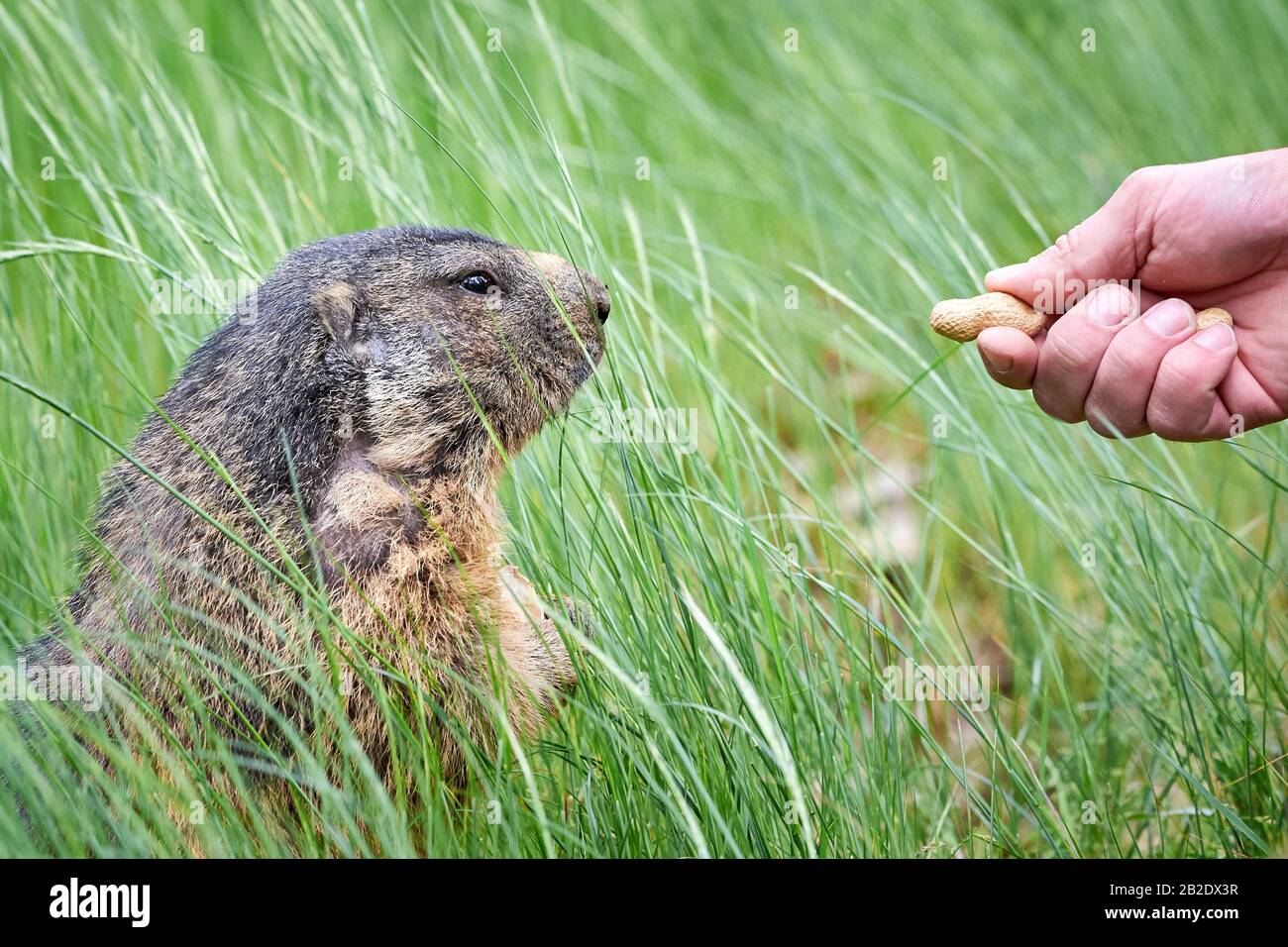 Alpine Marmot Eating Peanuts from man's Hand (Marmota marmota Stock ...