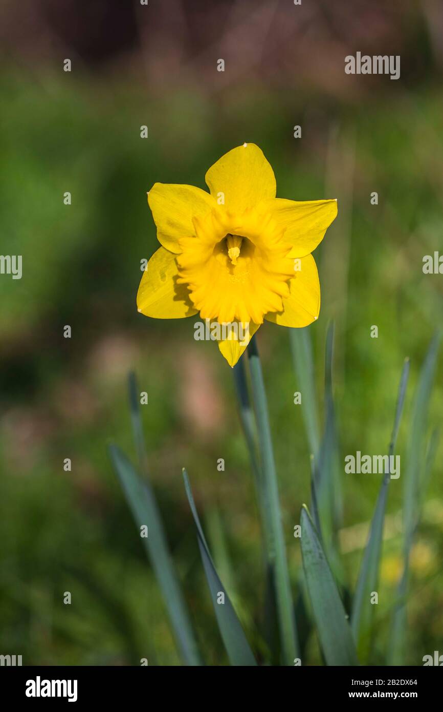 Woodland_flowers hi-res stock photography and images - Alamy