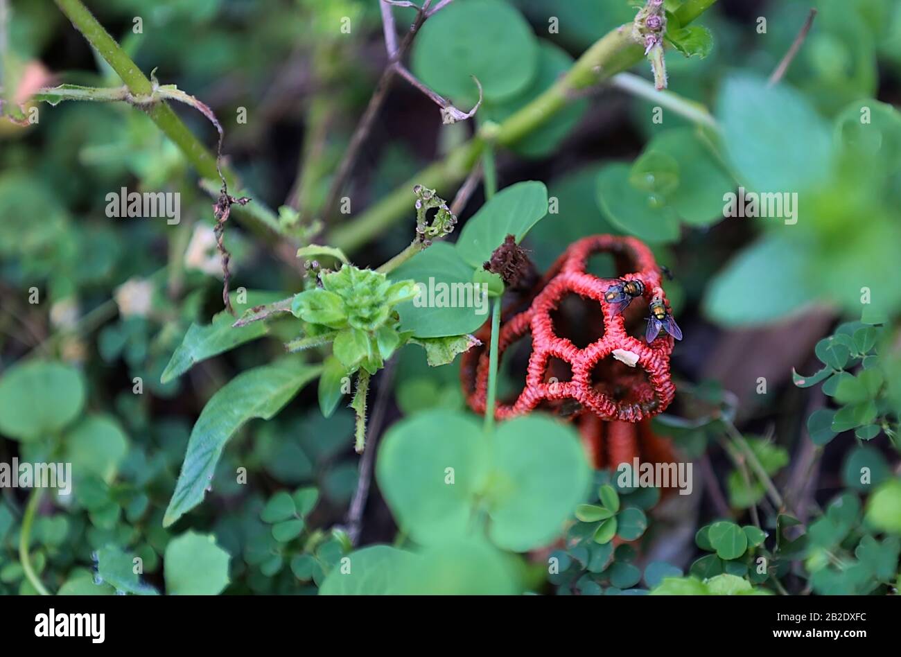 Nature: A strange red webbed fungus outside in the garden after a ...