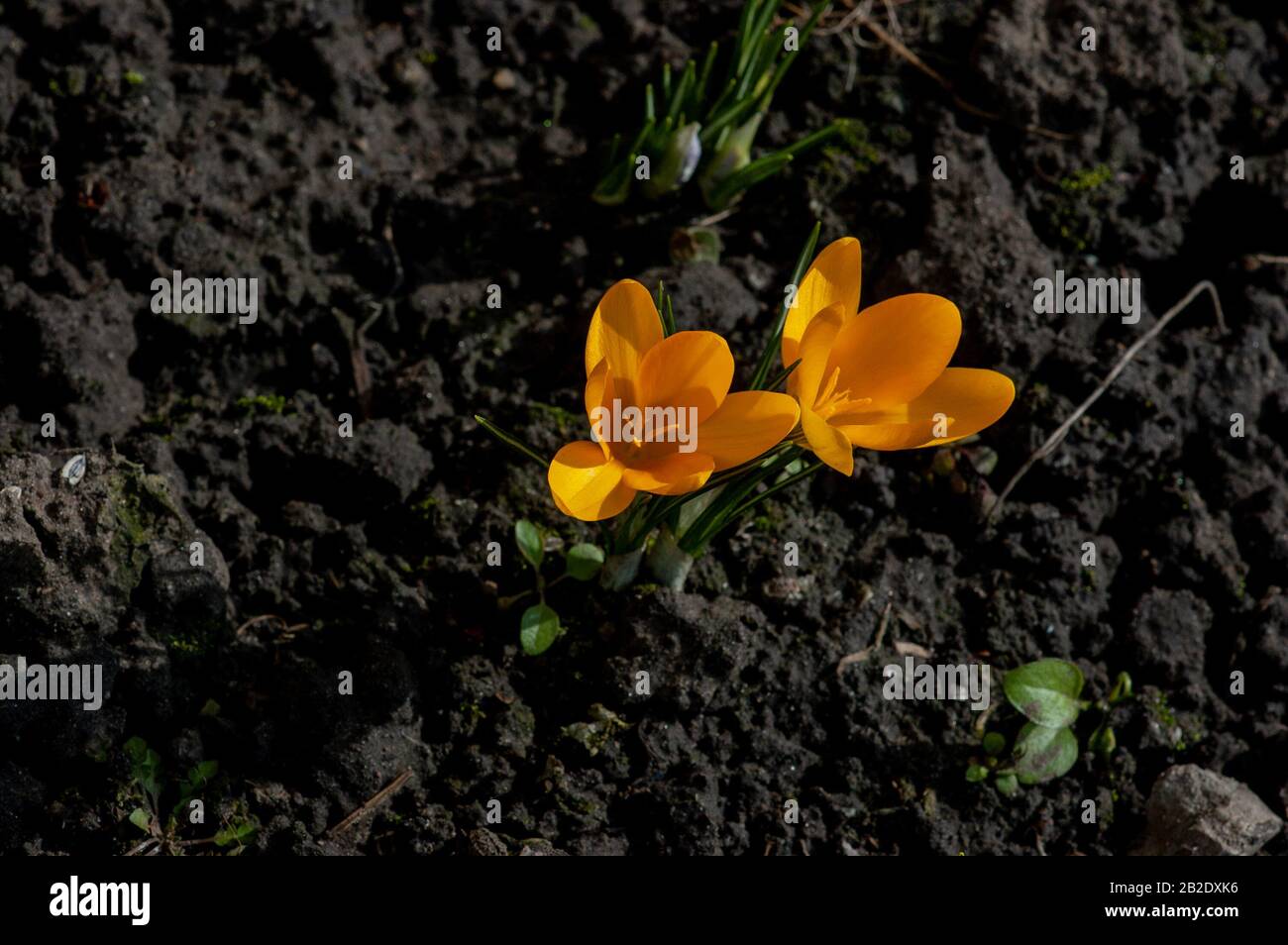 Dutch yellow crocus closeup. Primroses flowering crocus. Crocus on the ...