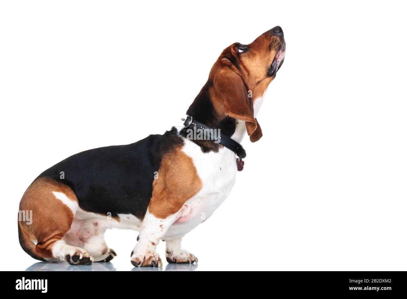 standing basset hound looks up on white background, side view picture ...