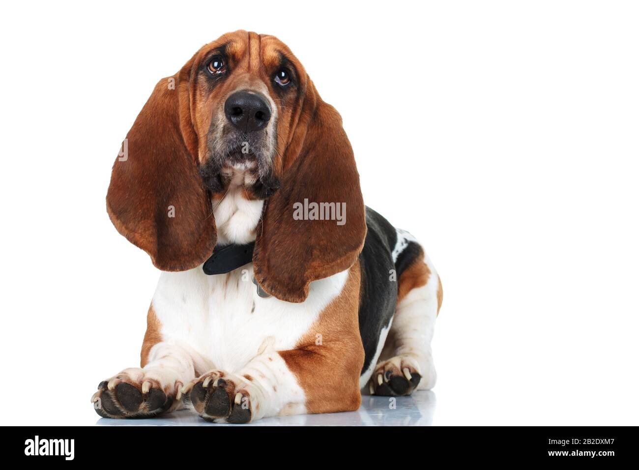 cute basset hound lying down on whit ebackground Stock Photo - Alamy