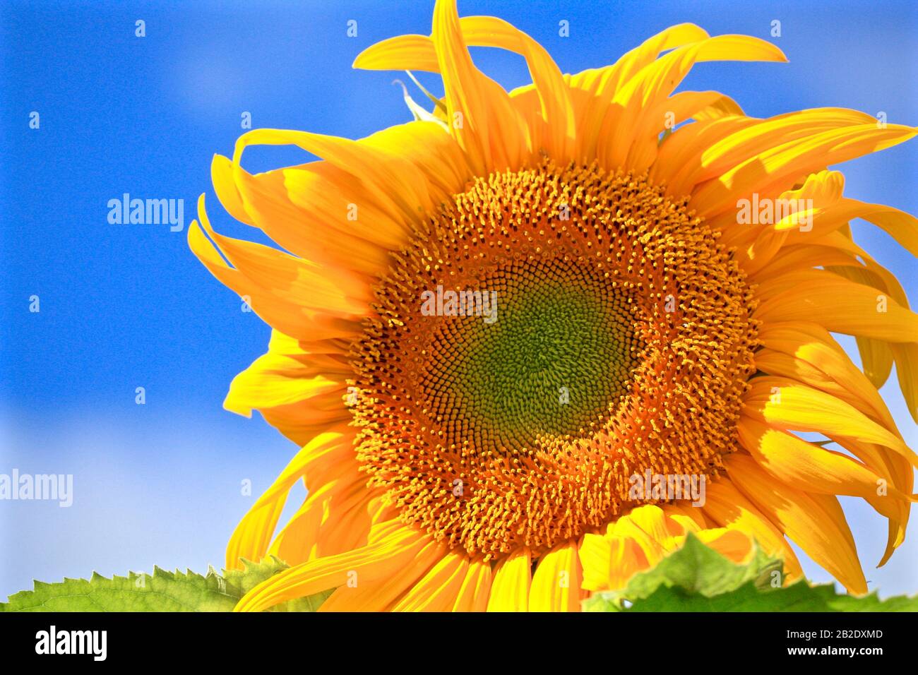 Mammoth sunflower hi-res stock photography and images - Alamy