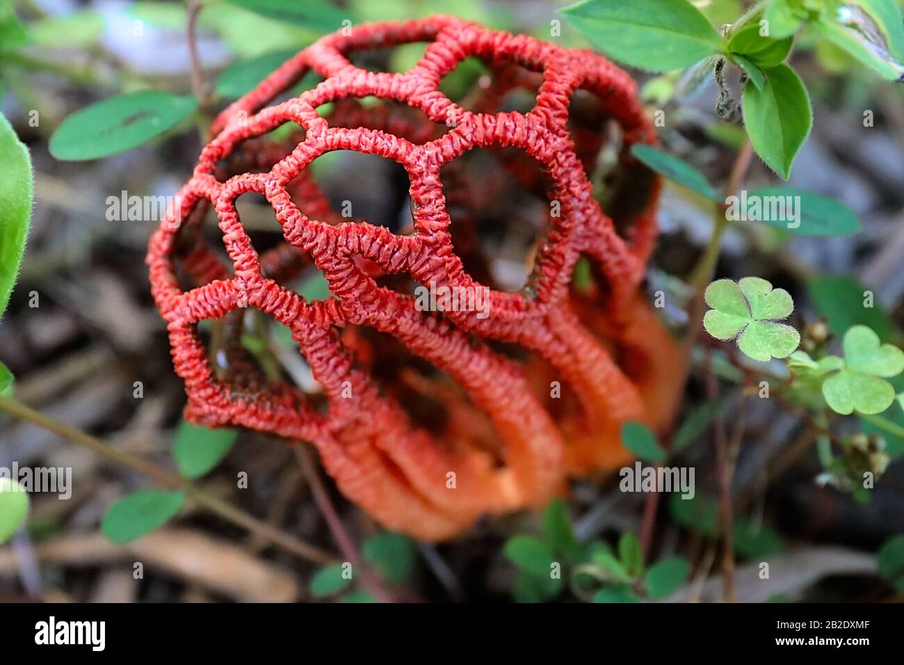 Nature: A strange red webbed fungus outside in the garden after a ...