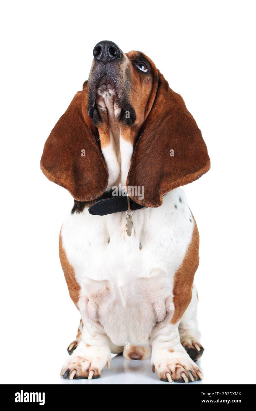 curious dog with big ears looks up to something on white background ...