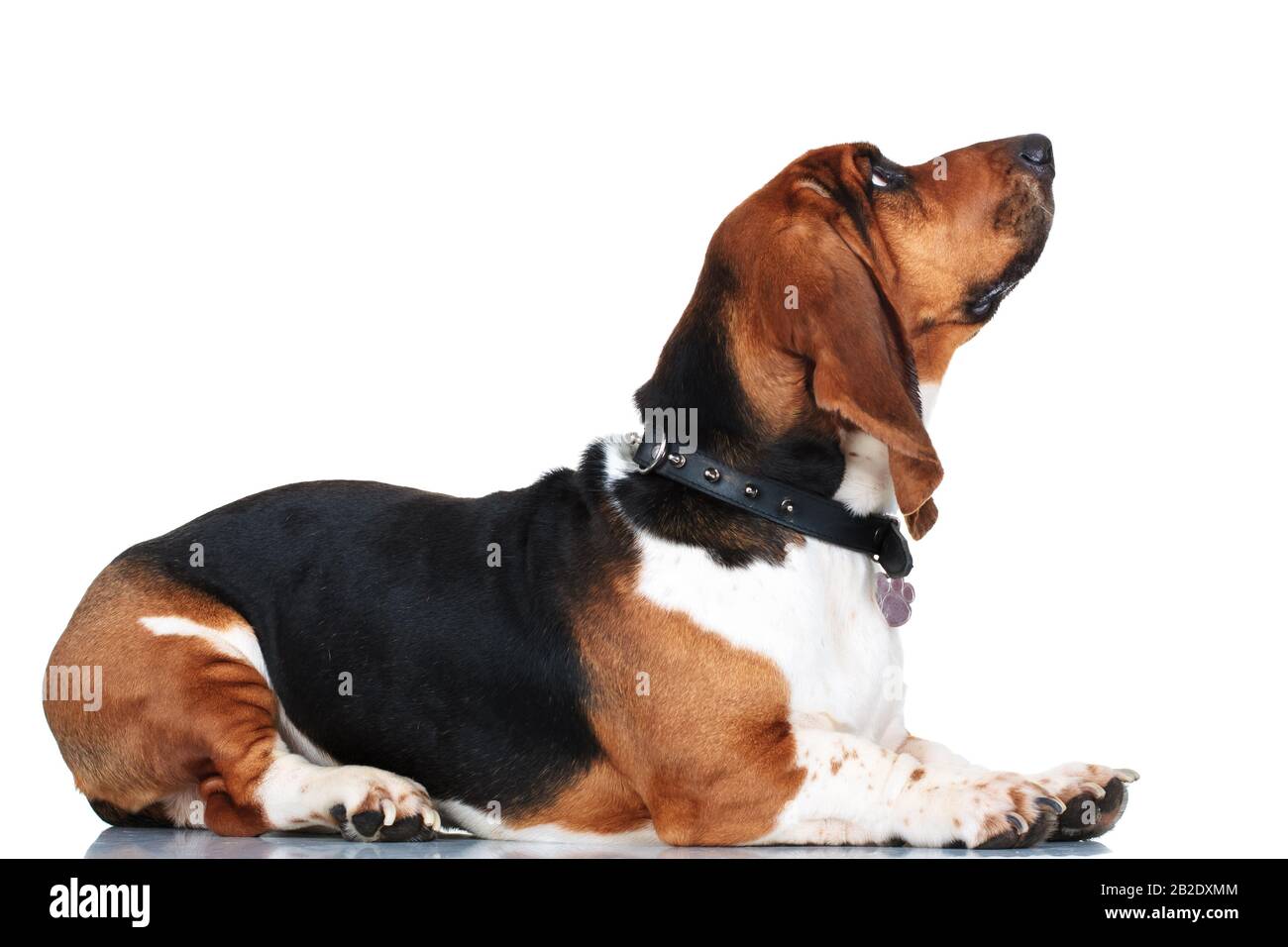 side view of a basset hound lying down looking up to something on white ...