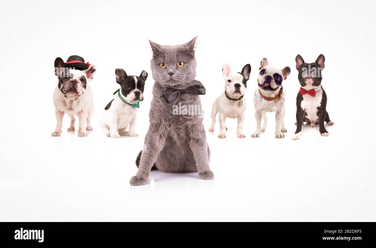 british shorthair cat wearing bowtie in front of a group of french ...
