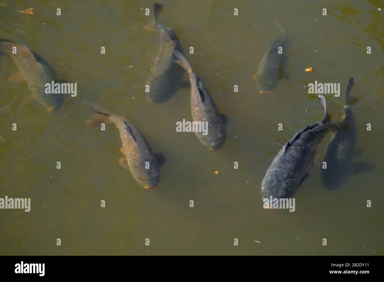 Beautiful big carp swimming underwater hi-res stock photography and ...