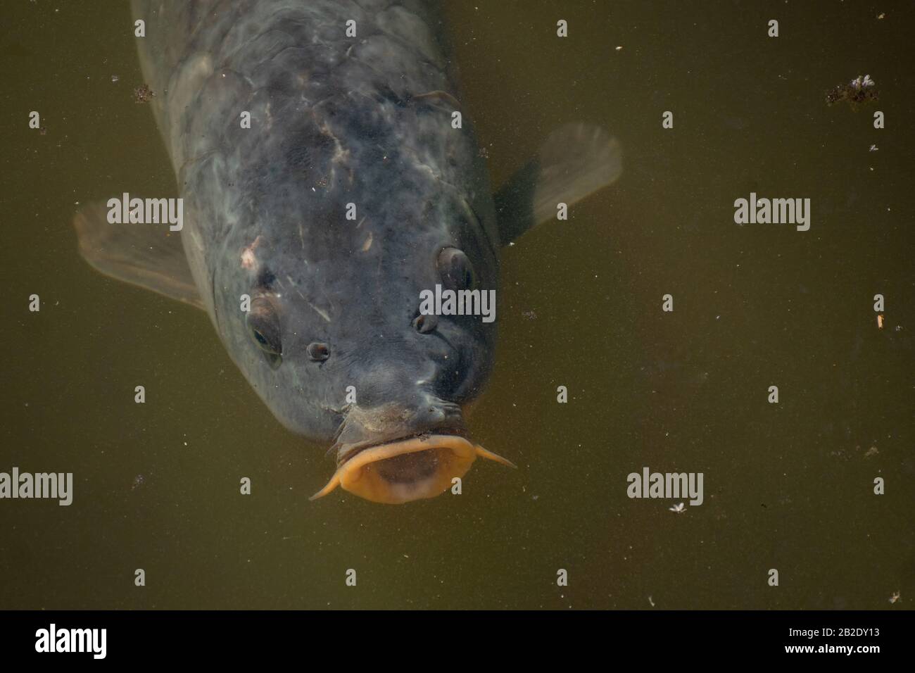 Carp japanese eyes hi-res stock photography and images - Alamy