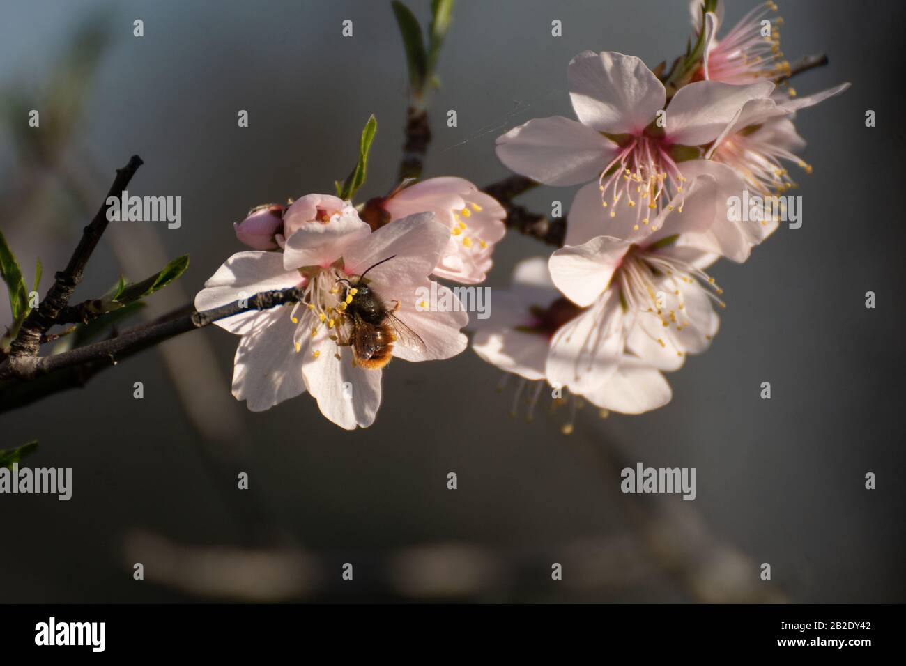 Honey bee perched on an almond tree flower in Madrid Stock Photo - Alamy