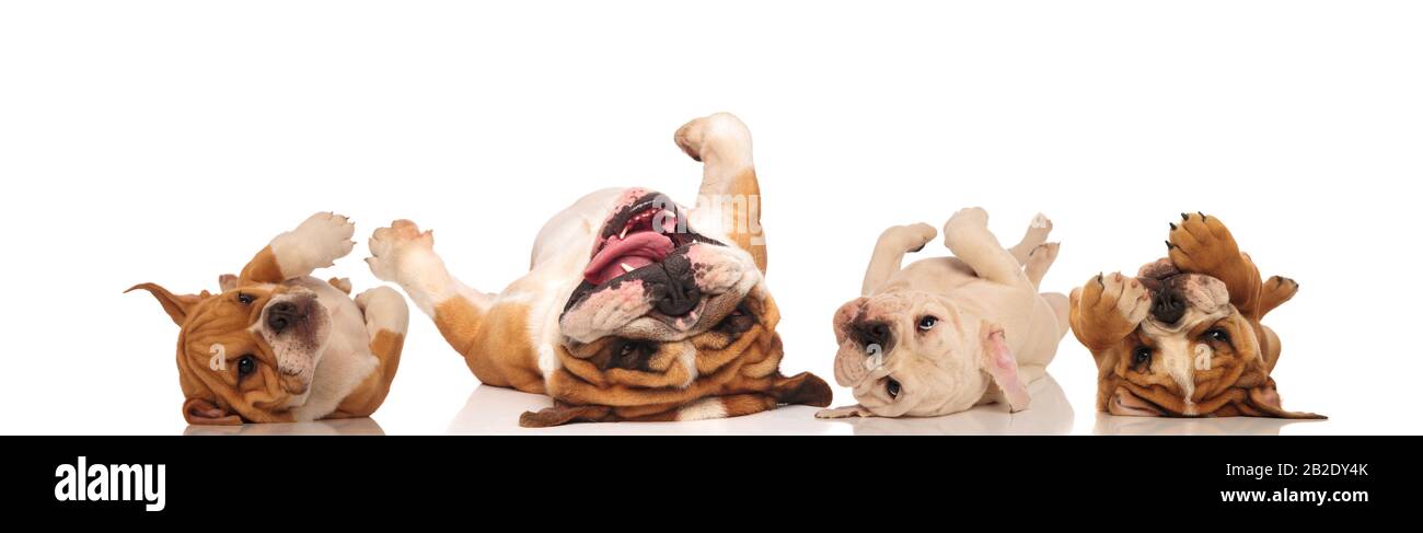 four english bulldogs laying upside down on their back with reflection ...