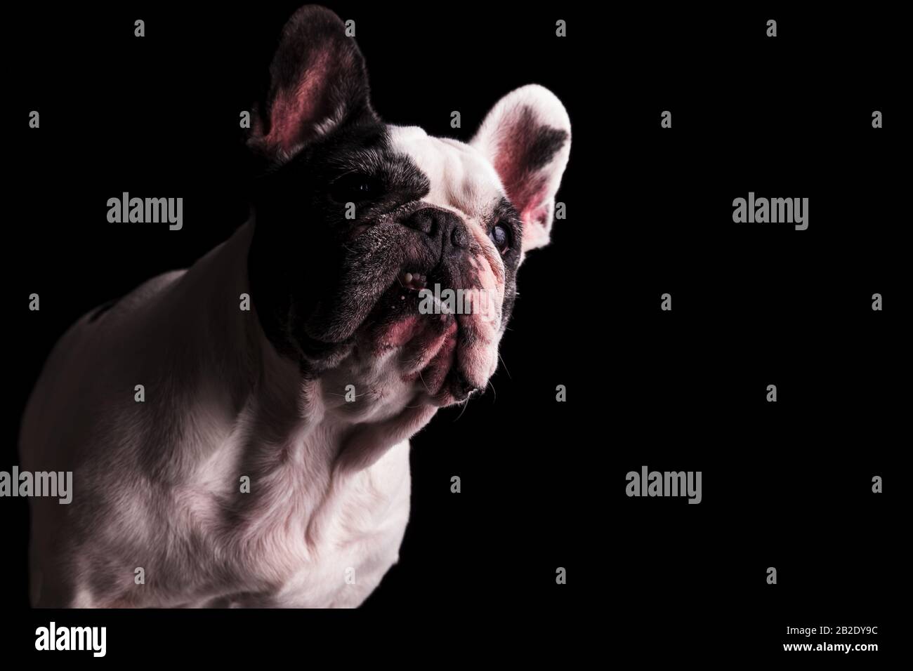 Do French Bulldogs Bite A Lot