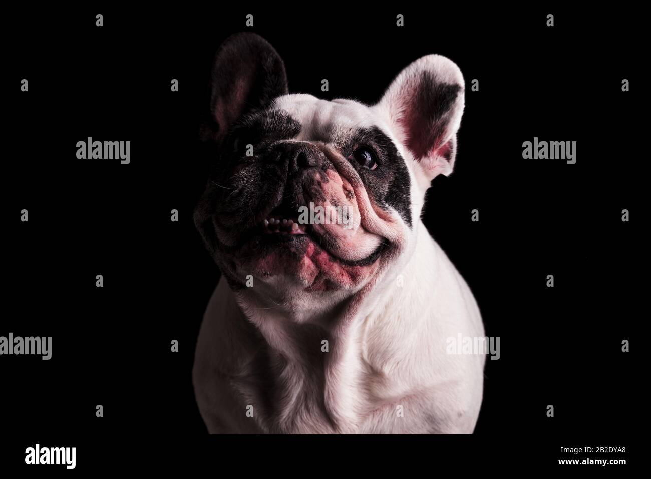 happy french bulldog looking like it's laughing on balck background ...