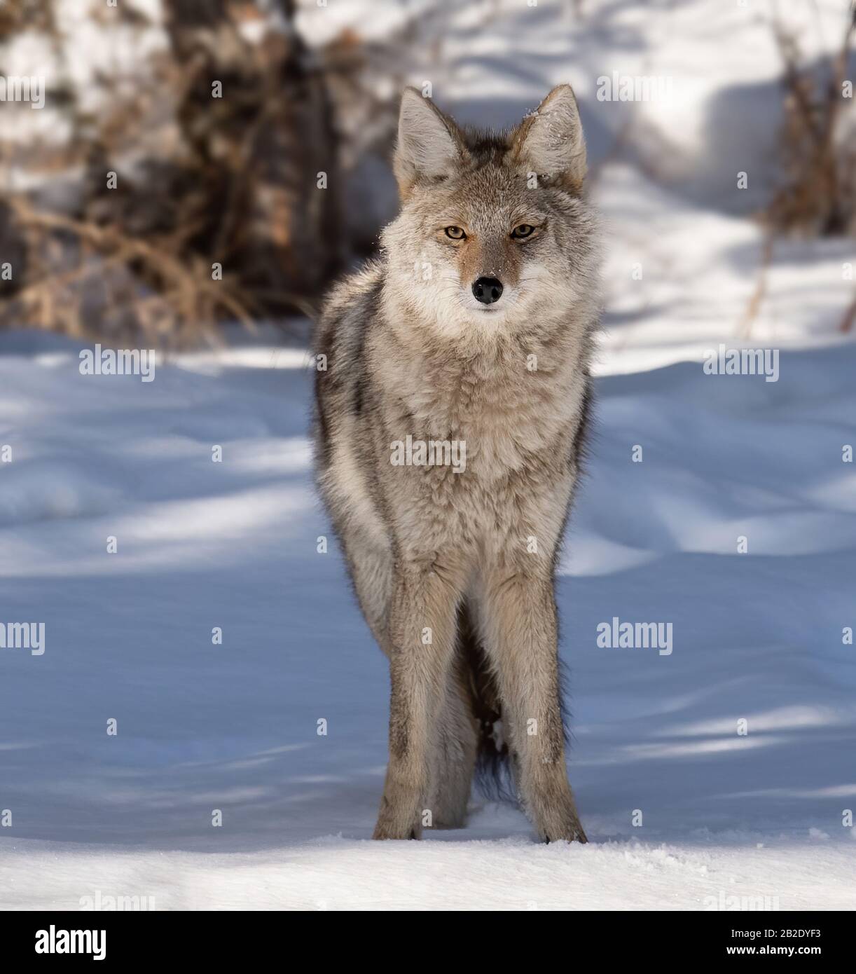 Coyote in Banff Canada Stock Photo - Alamy