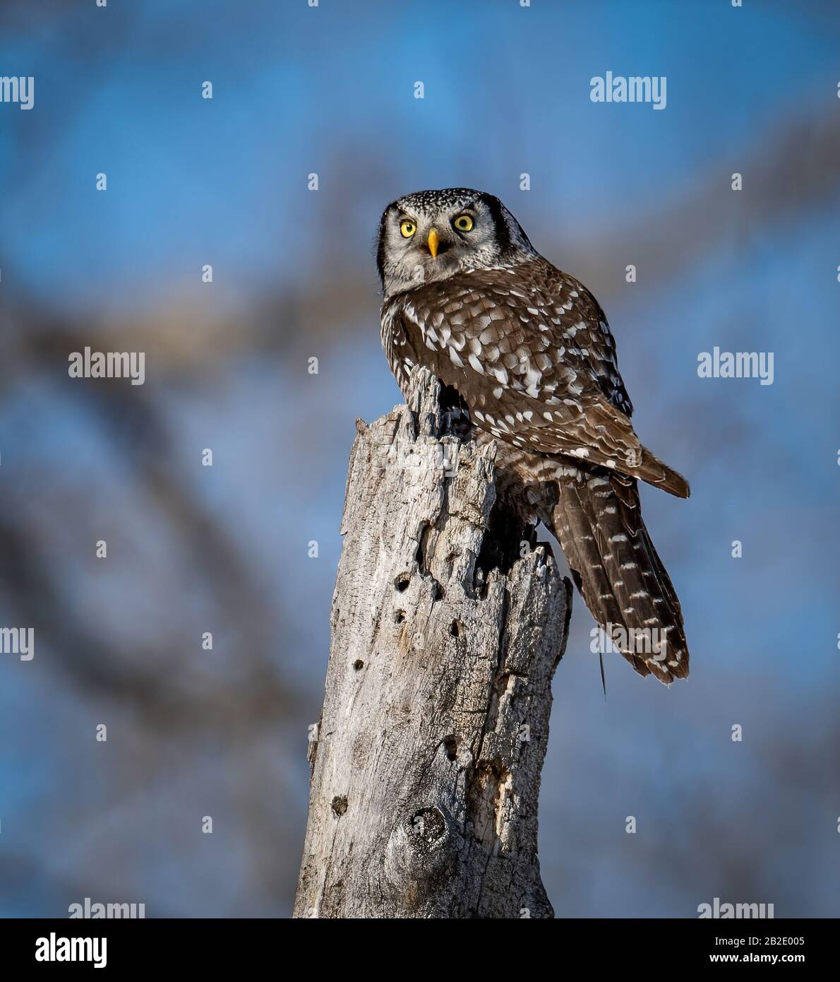 Little horned owl hi-res stock photography and images - Alamy