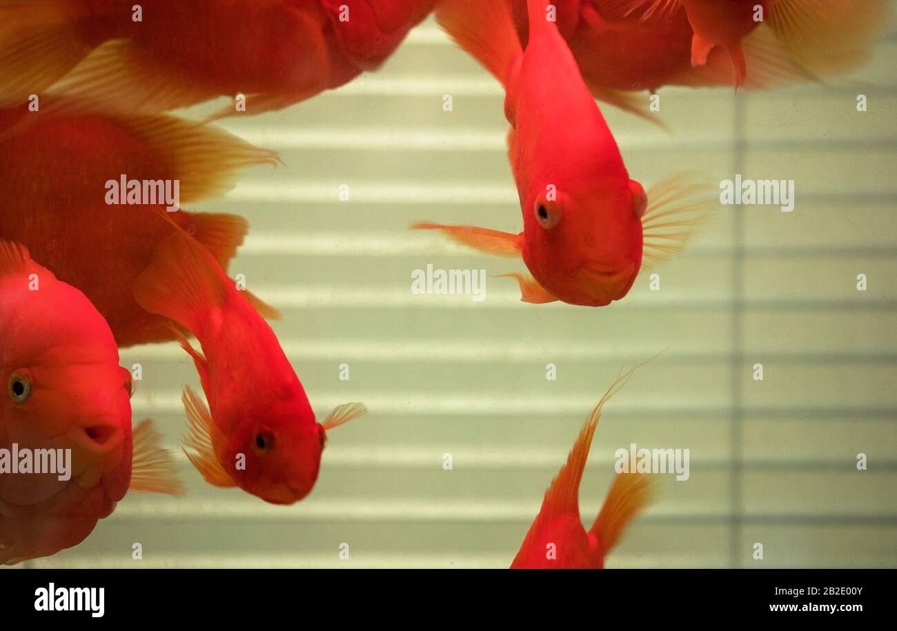 Bright asian fish aquarium hi-res stock photography and images - Alamy