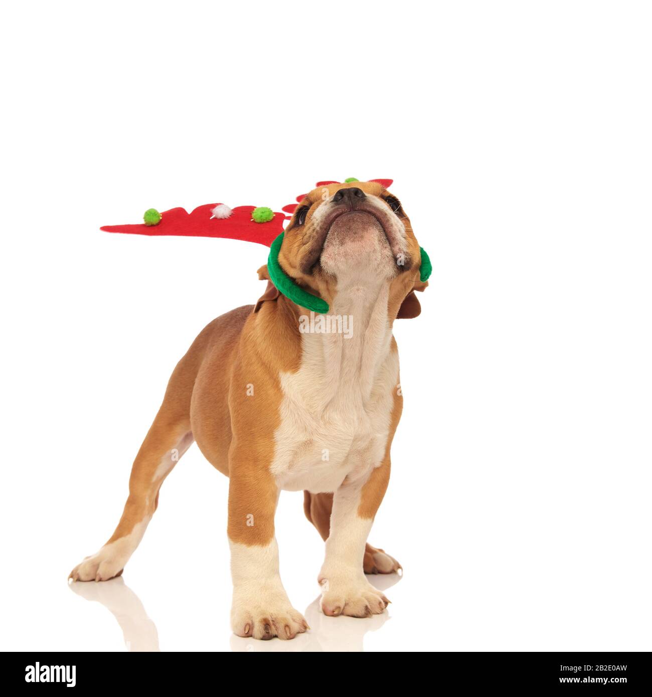Rudolf breed hi-res stock photography and images - Alamy