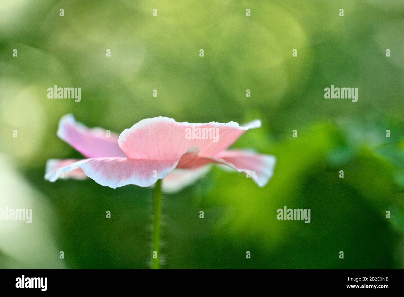 White ruffled poppy flower hi-res stock photography and images - Alamy