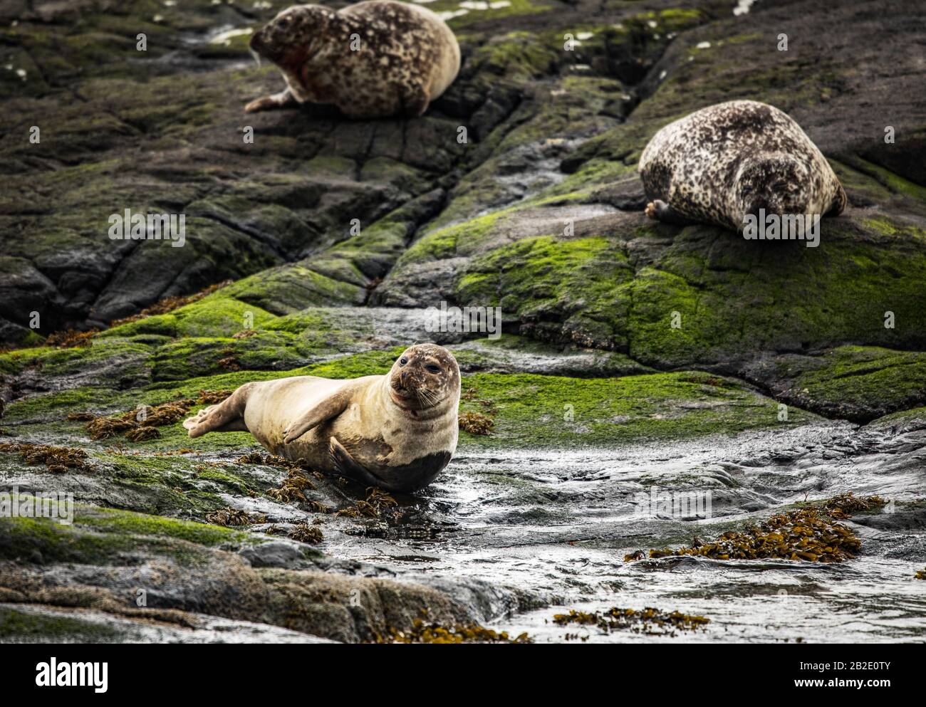 Baby seals scotland hi-res stock photography and images - Alamy