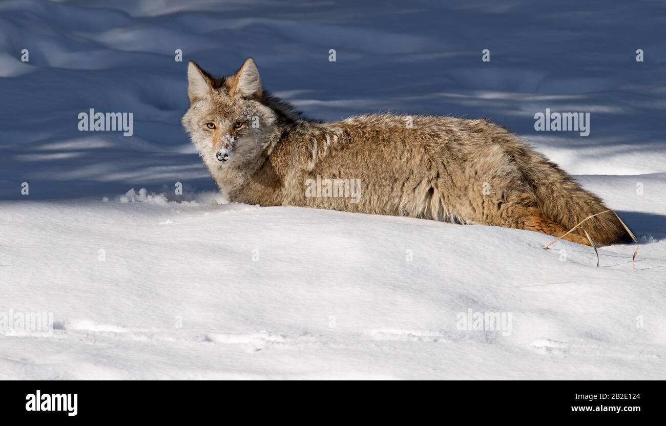 Coyote in Banff Canada Stock Photo - Alamy
