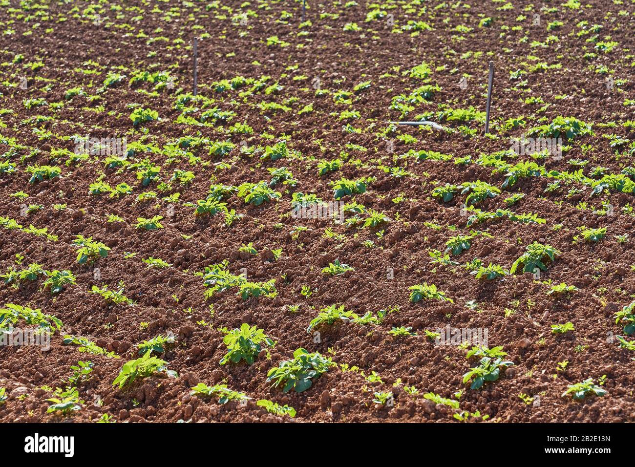 Furrows row pattern in plowed field prepared for planting crops in ...