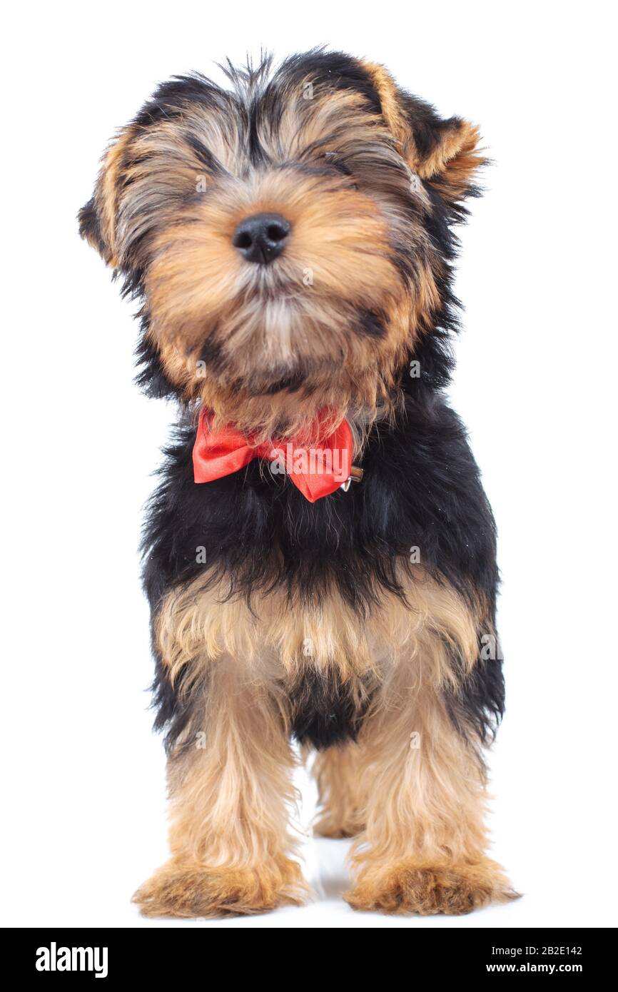 little puppy dog standing up and wears bowtie on white background Stock ...
