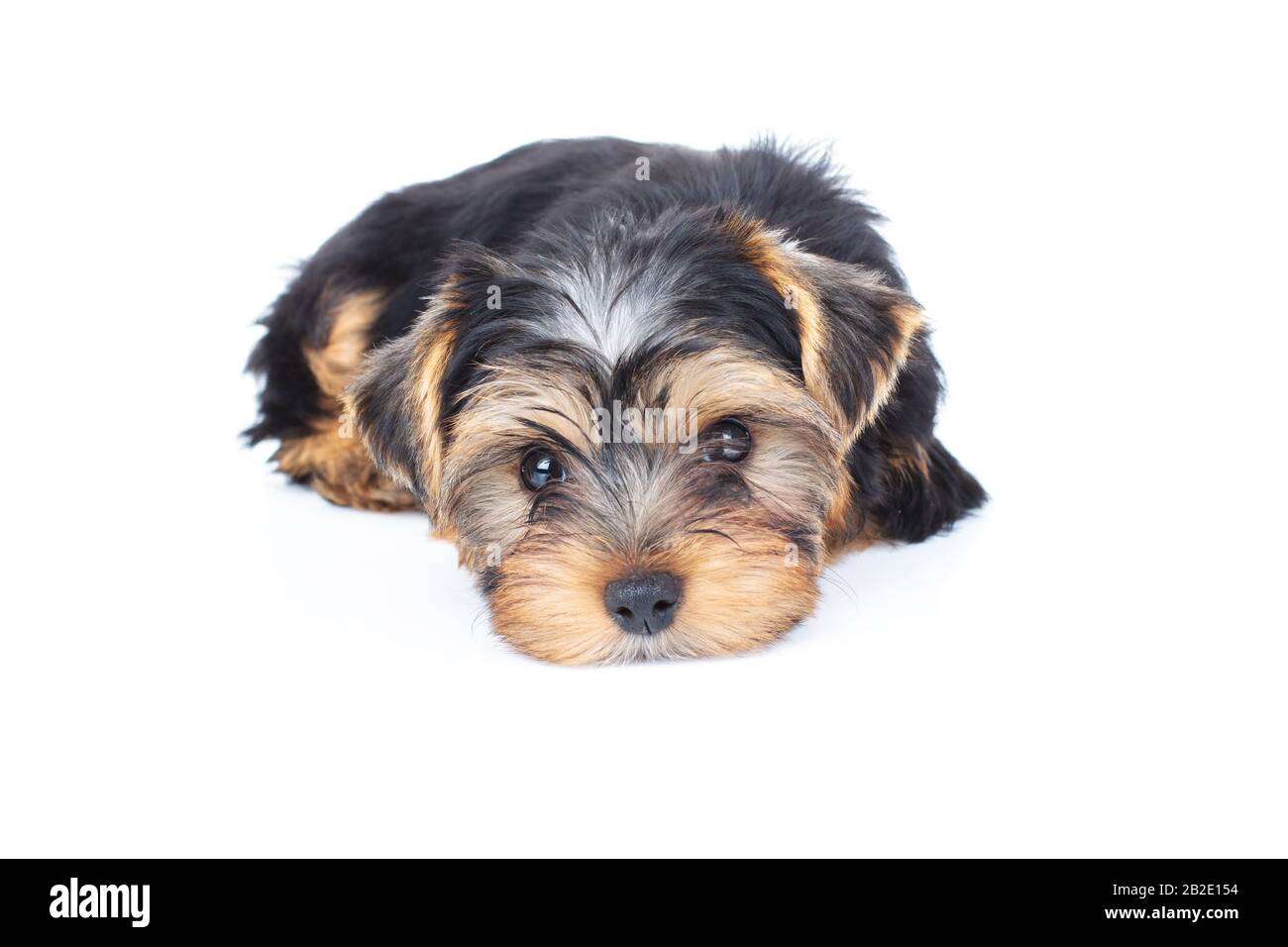 tired and sad puppy dog laying down on white background Stock Photo - Alamy