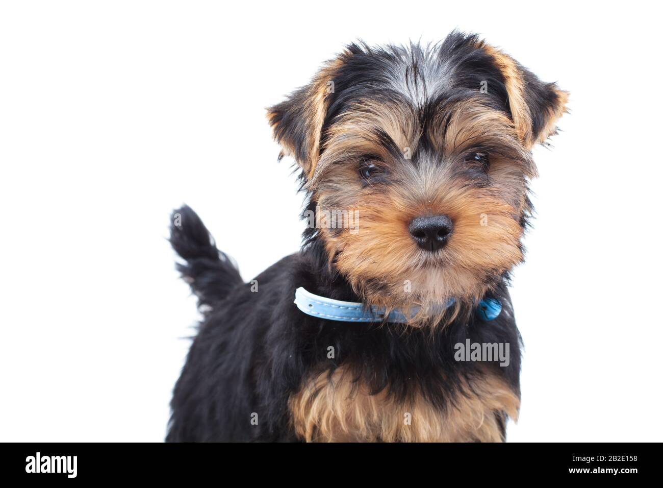 little yorkie puppy standing on white background Stock Photo - Alamy