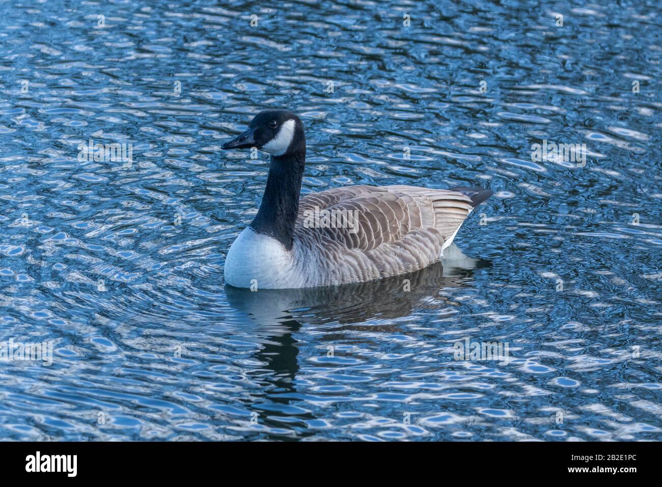 Black necked canada goose hi-res stock photography and images - Alamy