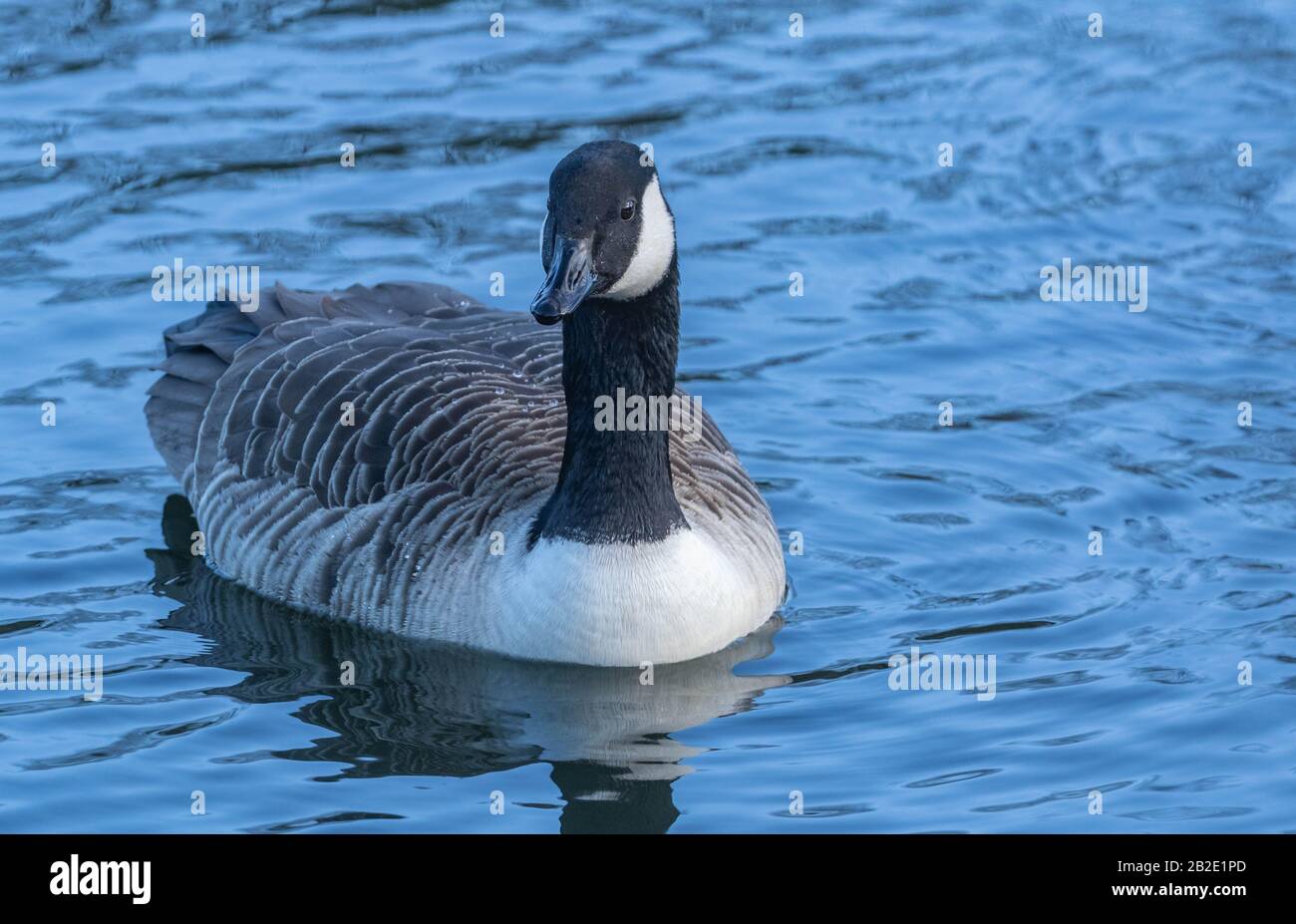 Black necked canada goose hi-res stock photography and images - Alamy