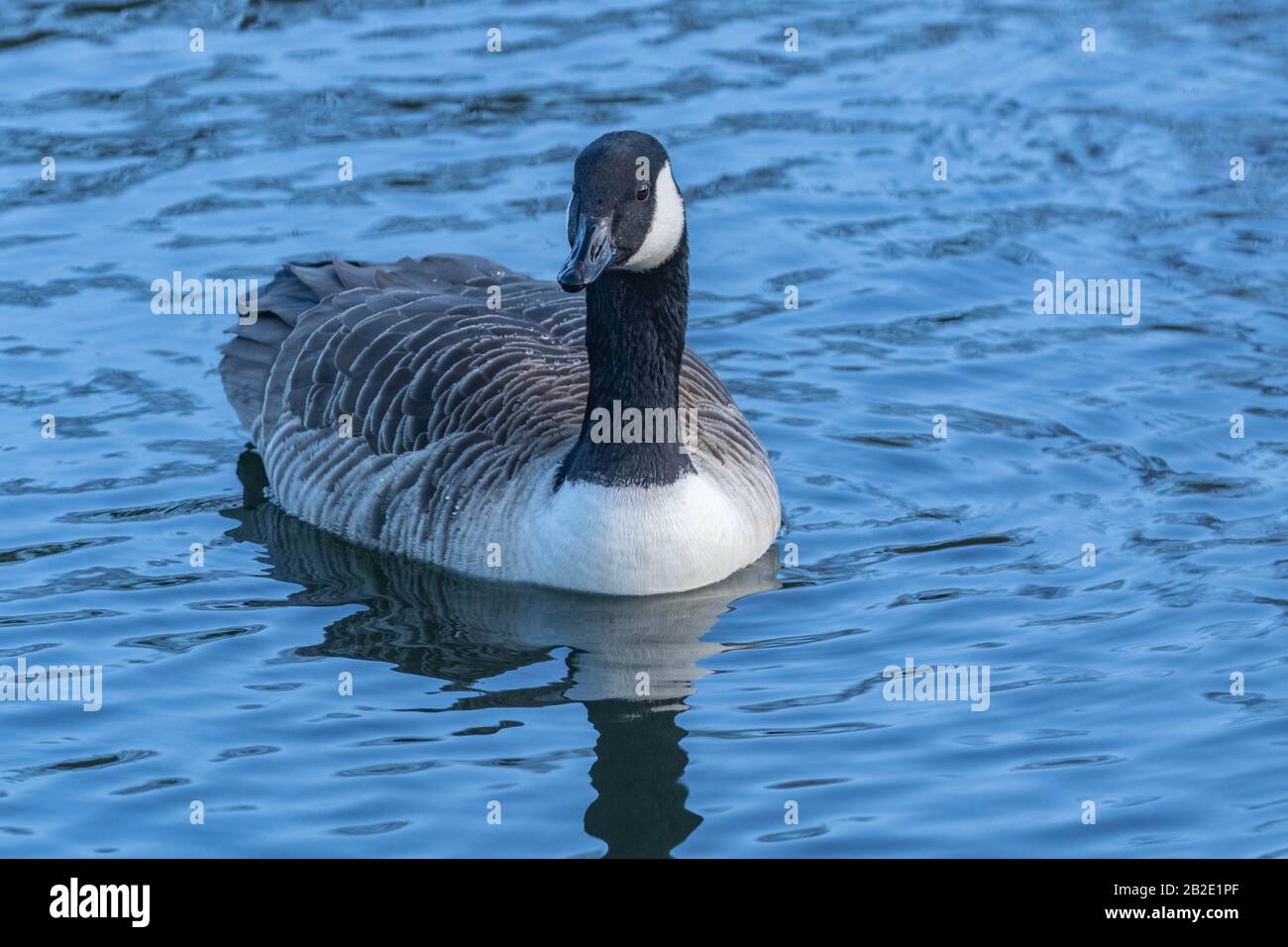 Long necked goose hi-res stock photography and images - Alamy