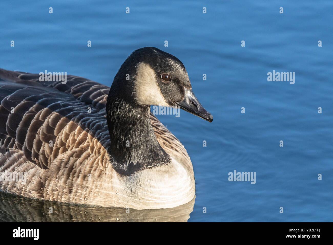 A single Canada Goose close up Stock Photo - Alamy
