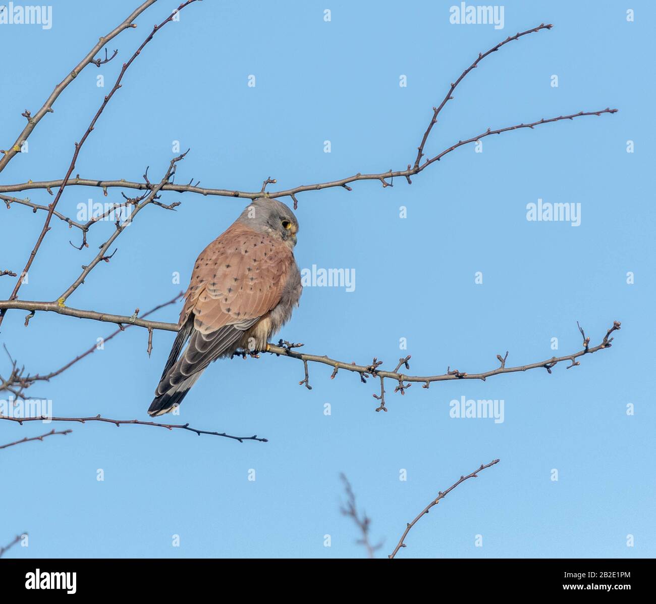 A single male kestrel perches on a tree branch in winter Stock Photo ...