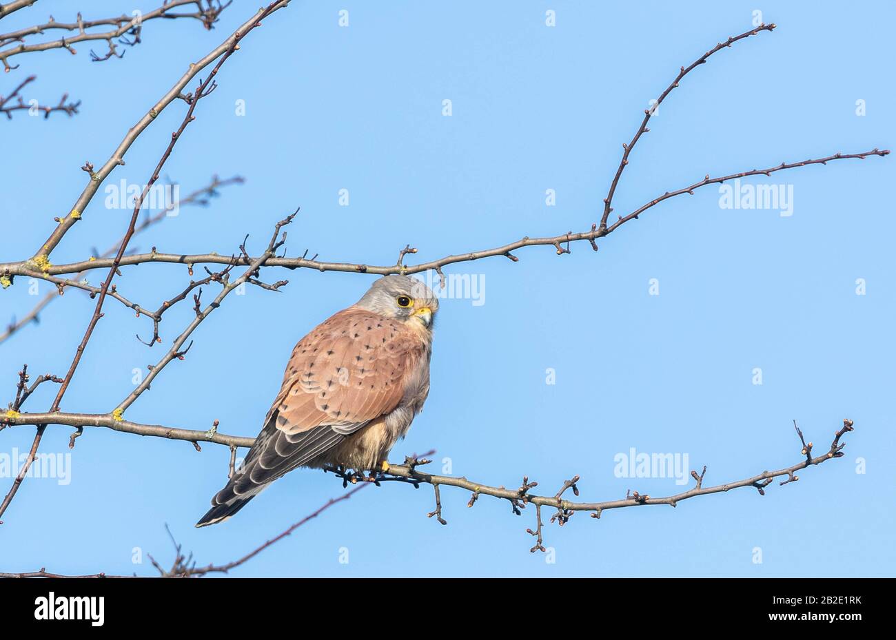 A single male kestrel perches on a tree branch in winter Stock Photo ...
