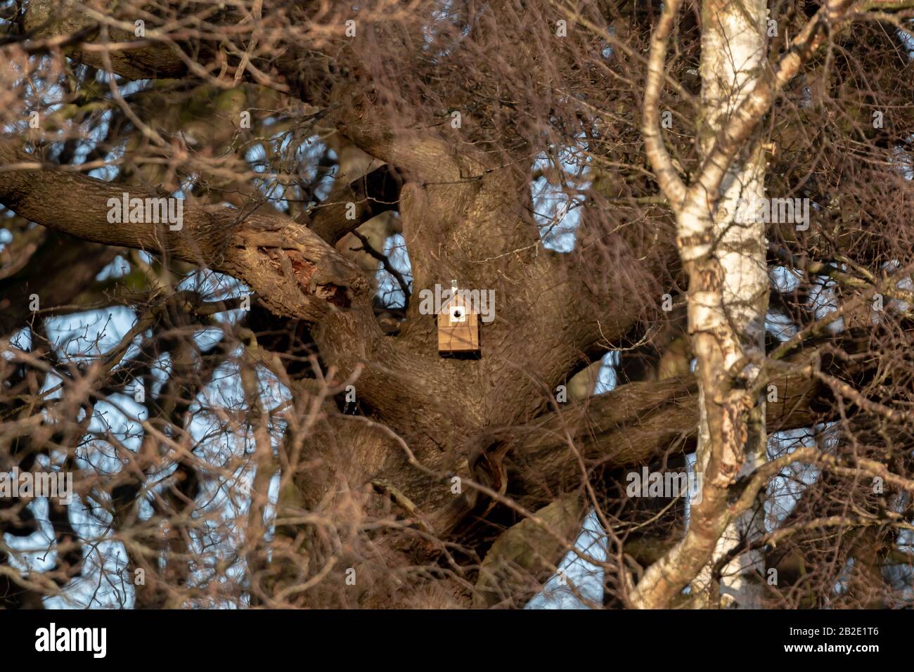 A bird nesting box in an old oak tree Stock Photo - Alamy