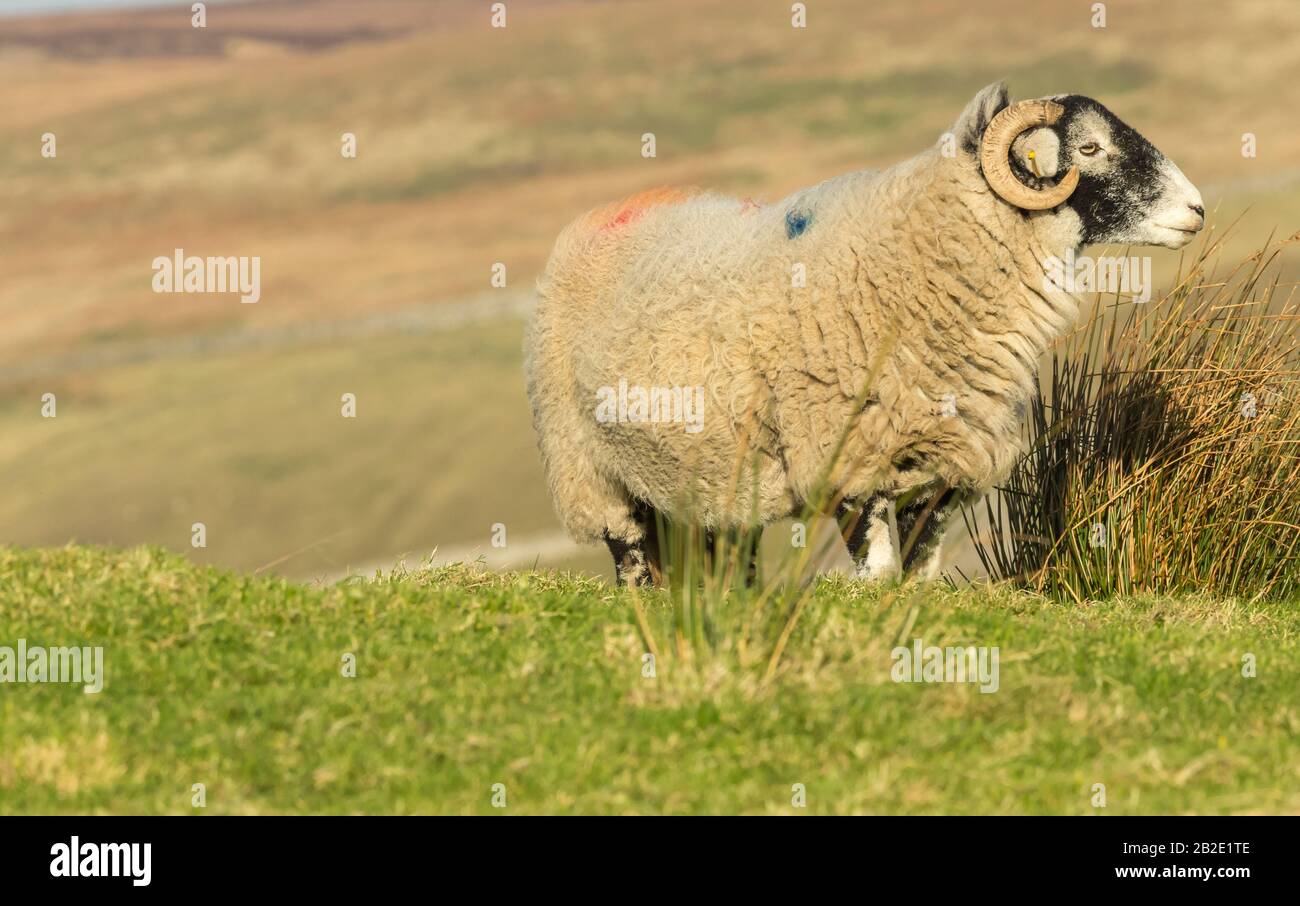 Swaledale sheep in Winter. Single ewe facing right on rough moorland ...