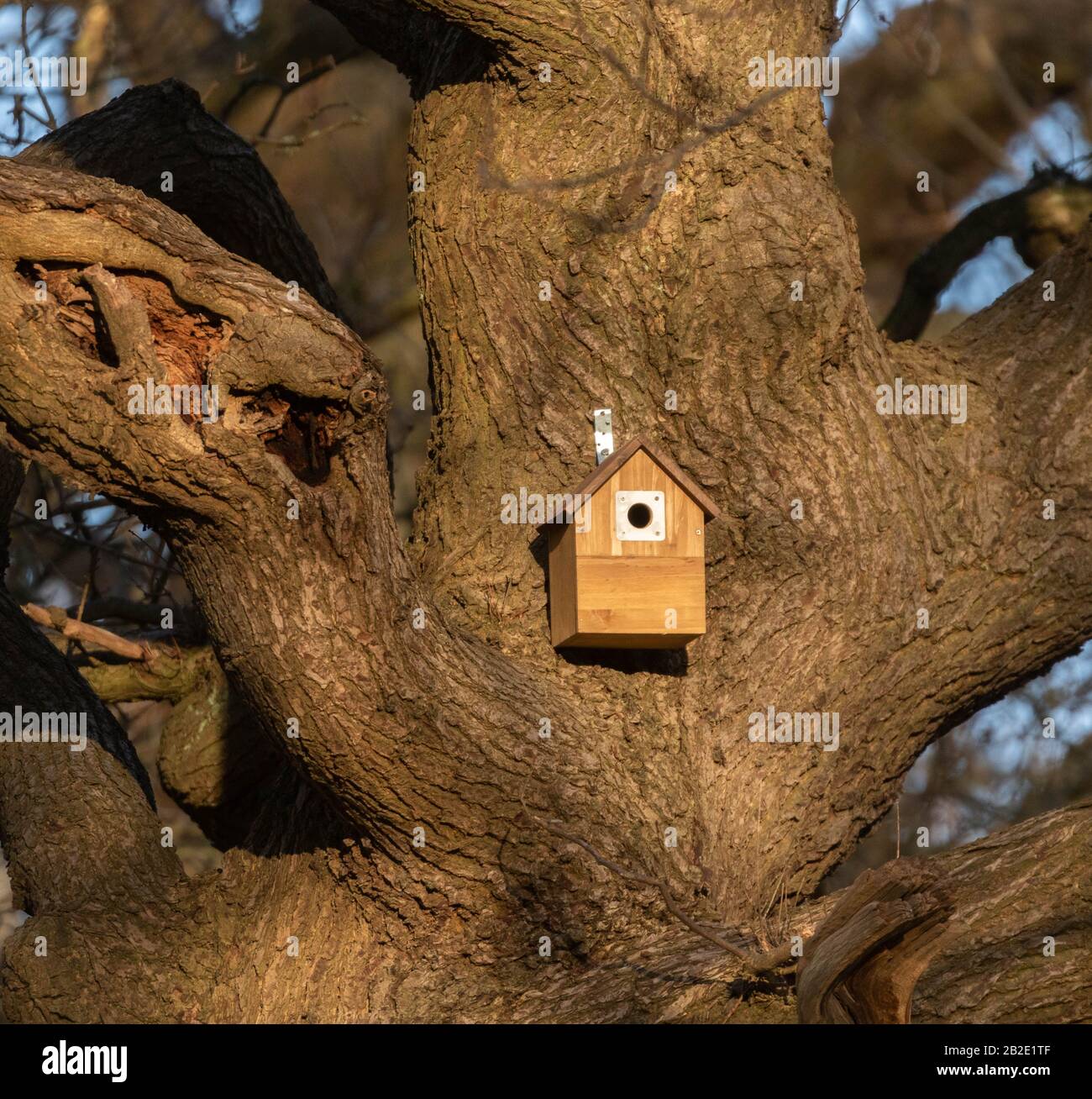 A bird nesting box in an old oak tree Stock Photo - Alamy