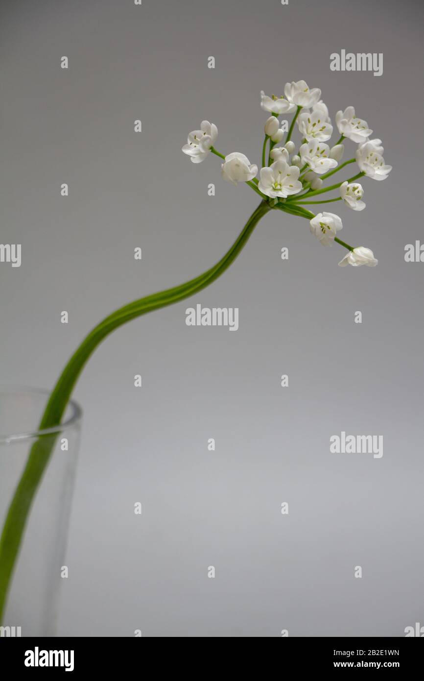 White allium flowers on grey background, copy space Stock Photo - Alamy