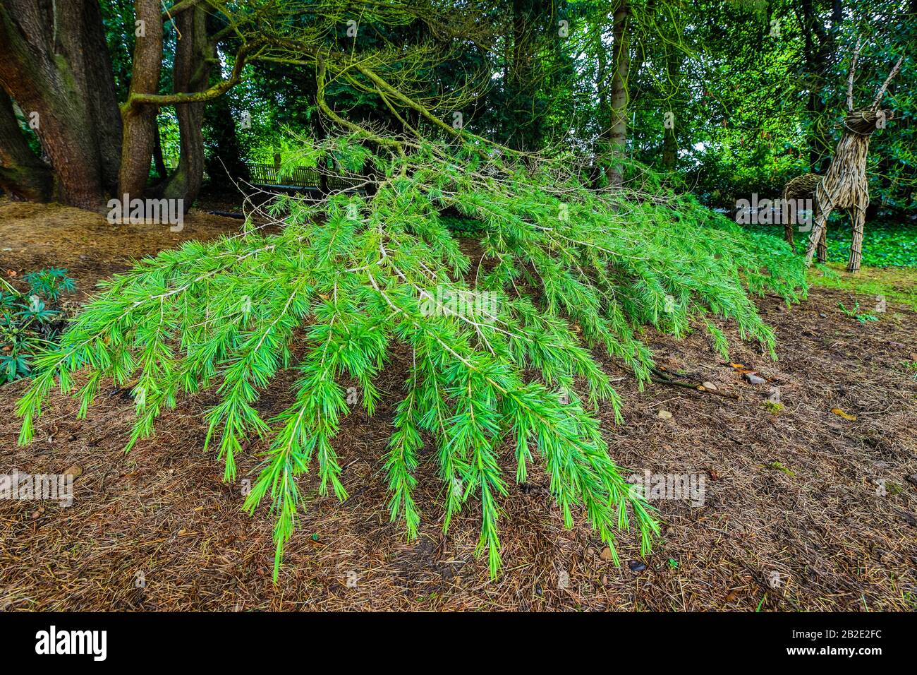 Traditional Scottish Mountains Flowers and bushes close-up Stock Photo ...