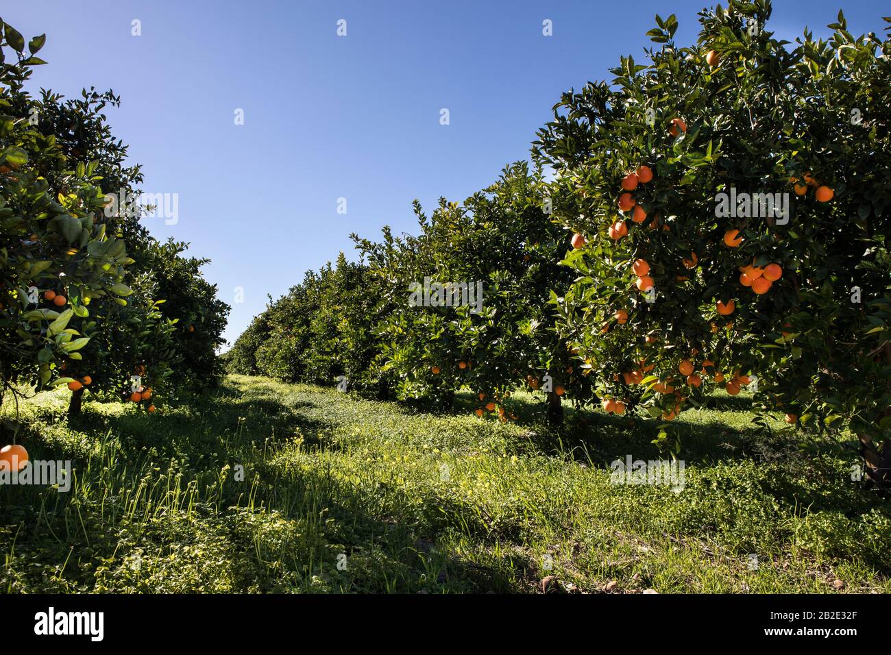 Orange Orchard Sicily High Resolution Stock Photography and Images - Alamy