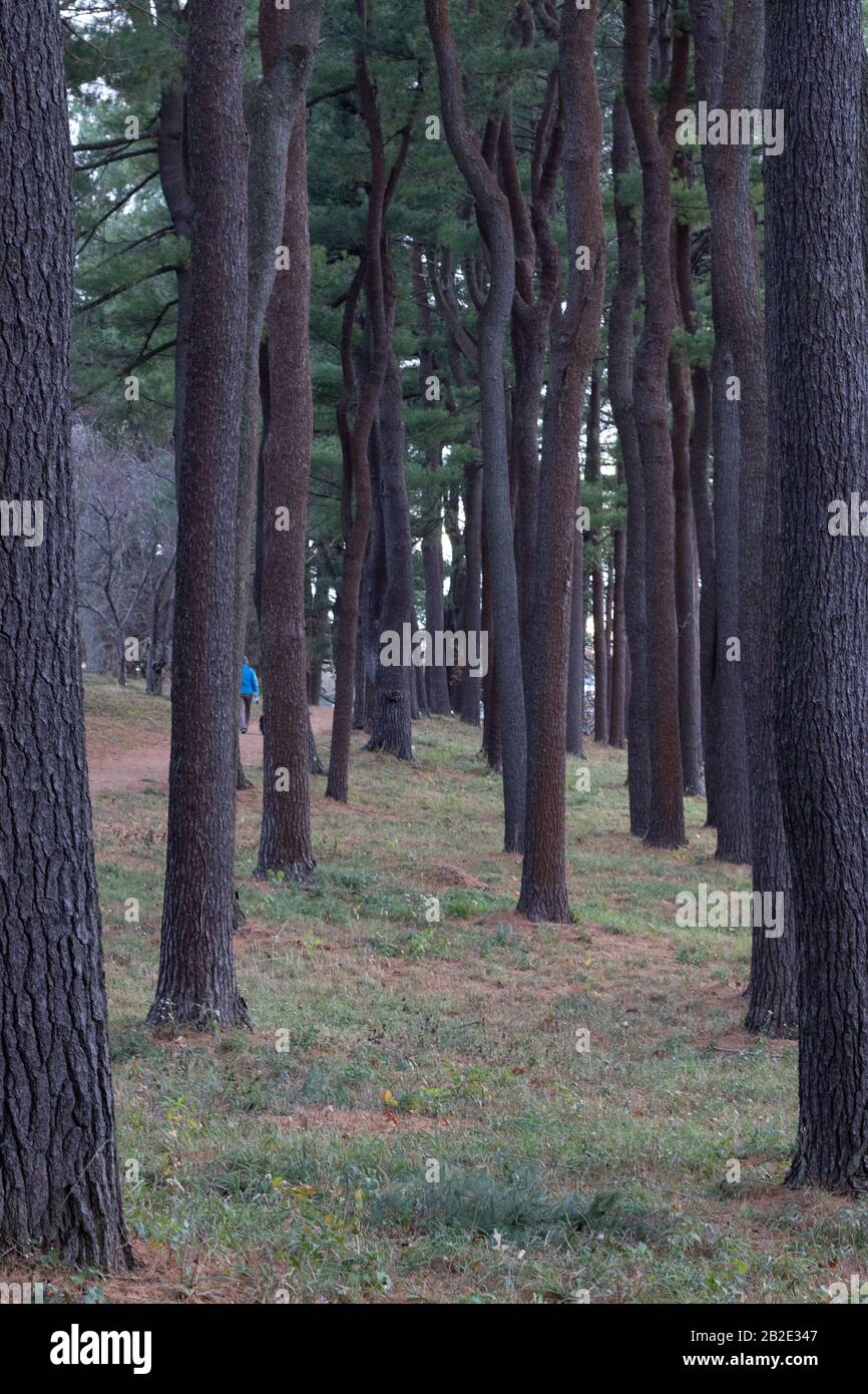 rows and layers of twisting tree trunks Stock Photo - Alamy