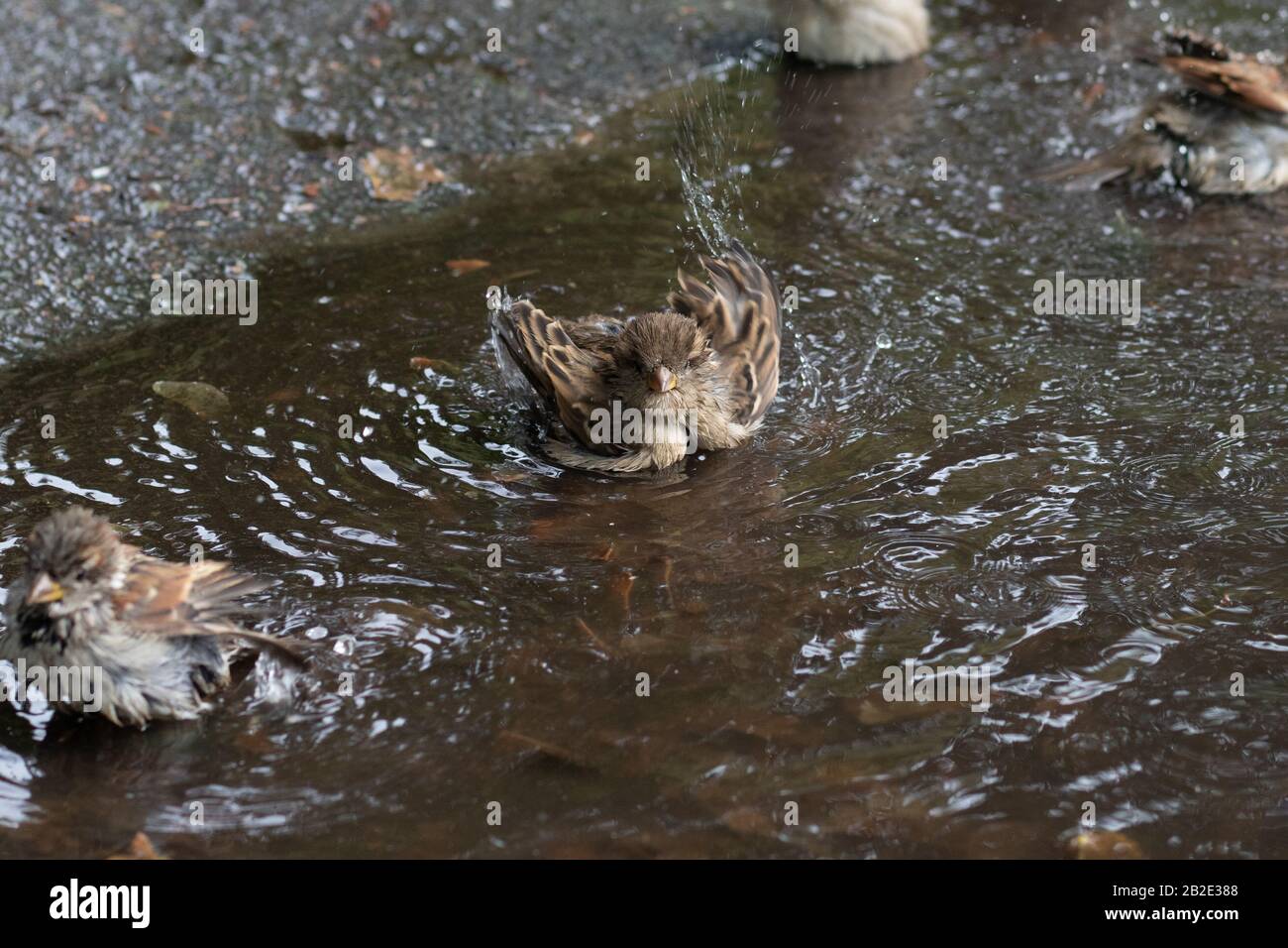 Splashing in puddles hi-res stock photography and images - Alamy