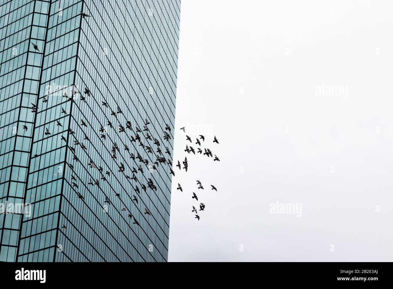 a flock of birds flies through the city as the frame shows a skyscraper ...