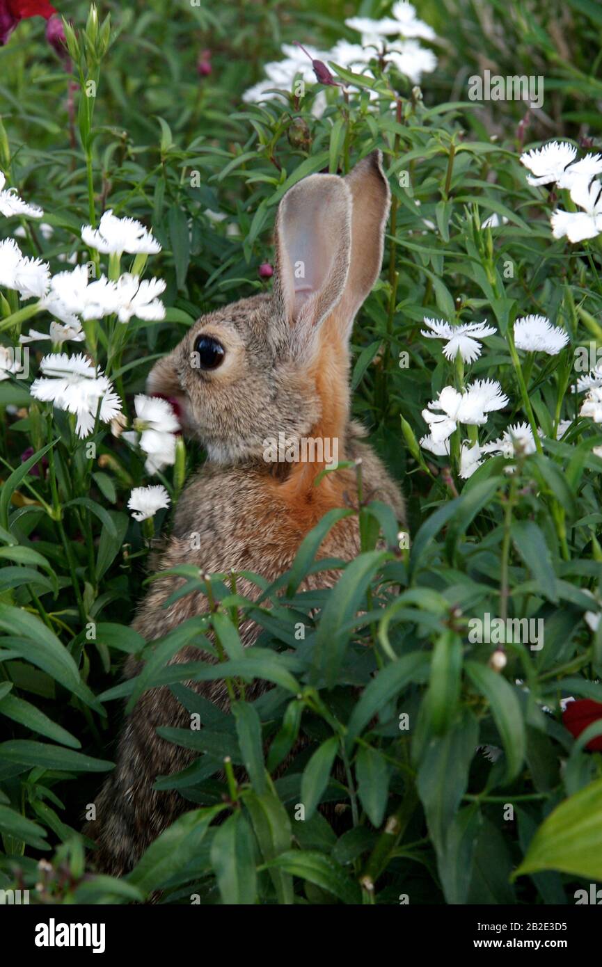 Rabbit Rear View High Resolution Stock Photography and Images - Alamy