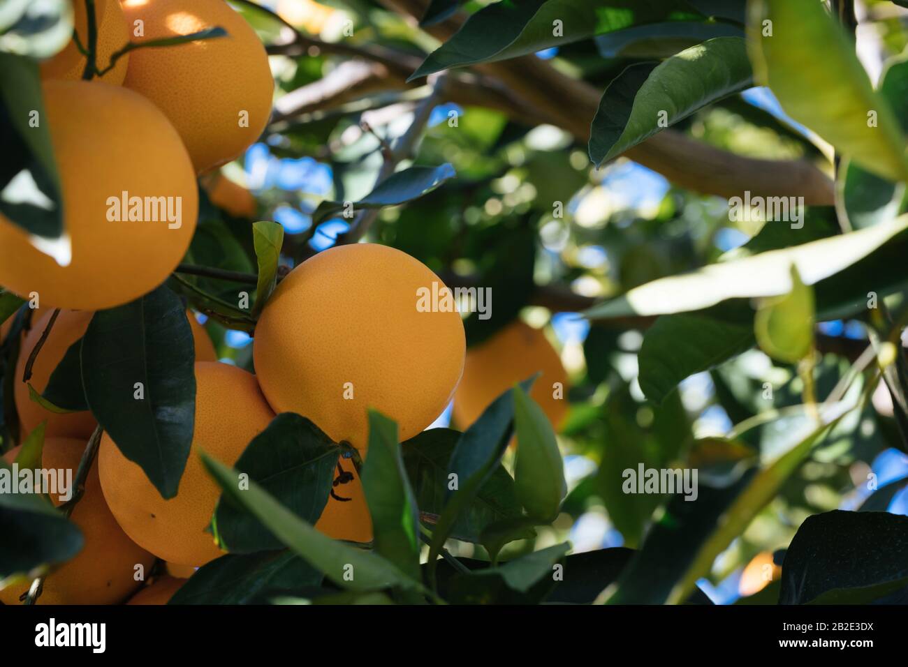 Oranges Sicily High Resolution Stock Photography and Images - Alamy