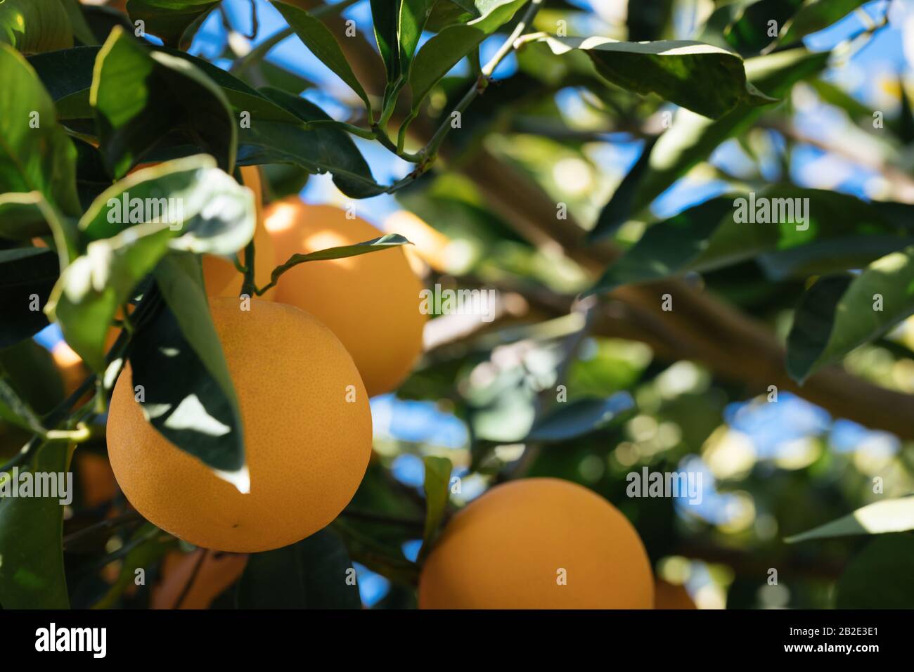 Oranges Sicily High Resolution Stock Photography and Images - Alamy