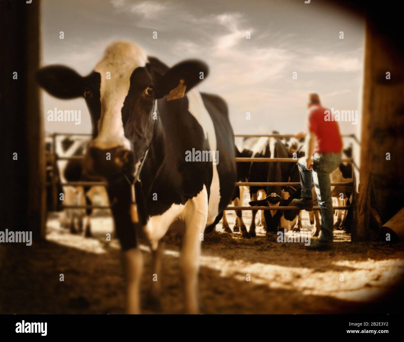 Front view of a cow standing inside a barn Stock Photo - Alamy